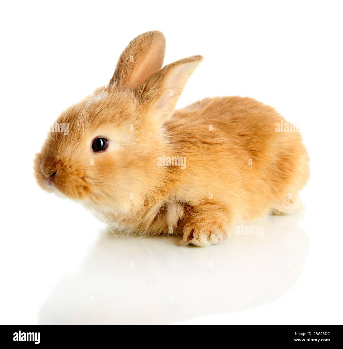 Fluffy foxy rabbit isolated on white Stock Photo - Alamy