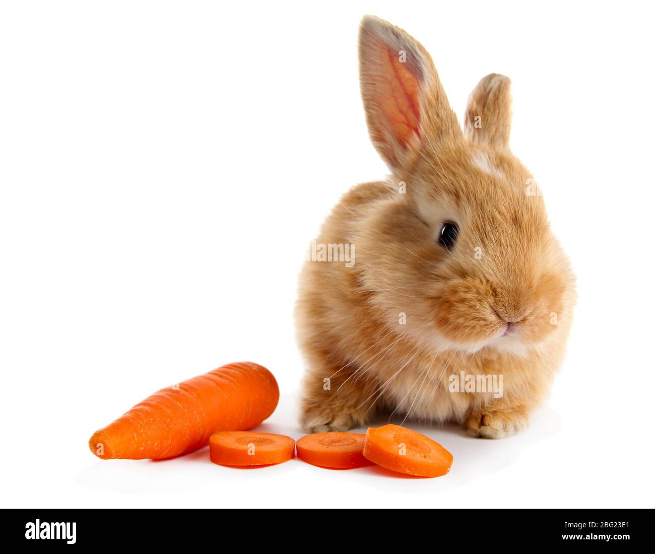 Fluffy foxy rabbit with carrot isolated on white Stock Photo - Alamy