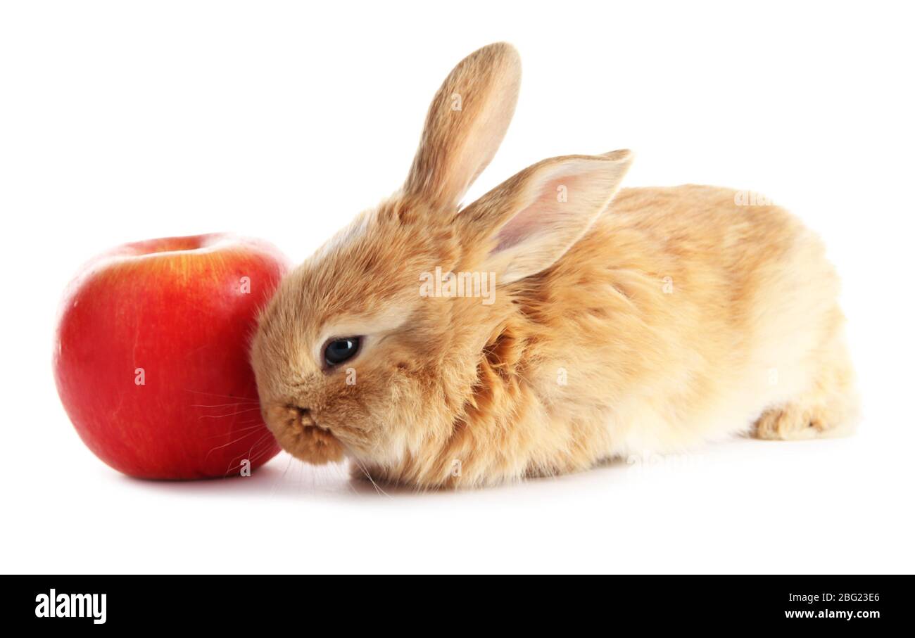 Fluffy foxy rabbit with apple isolated on white Stock Photo - Alamy