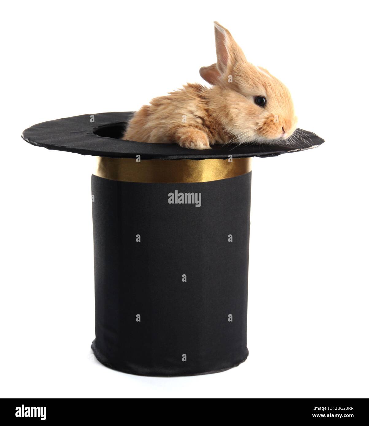 Fluffy foxy rabbit in black cylinder isolated on white Stock Photo - Alamy