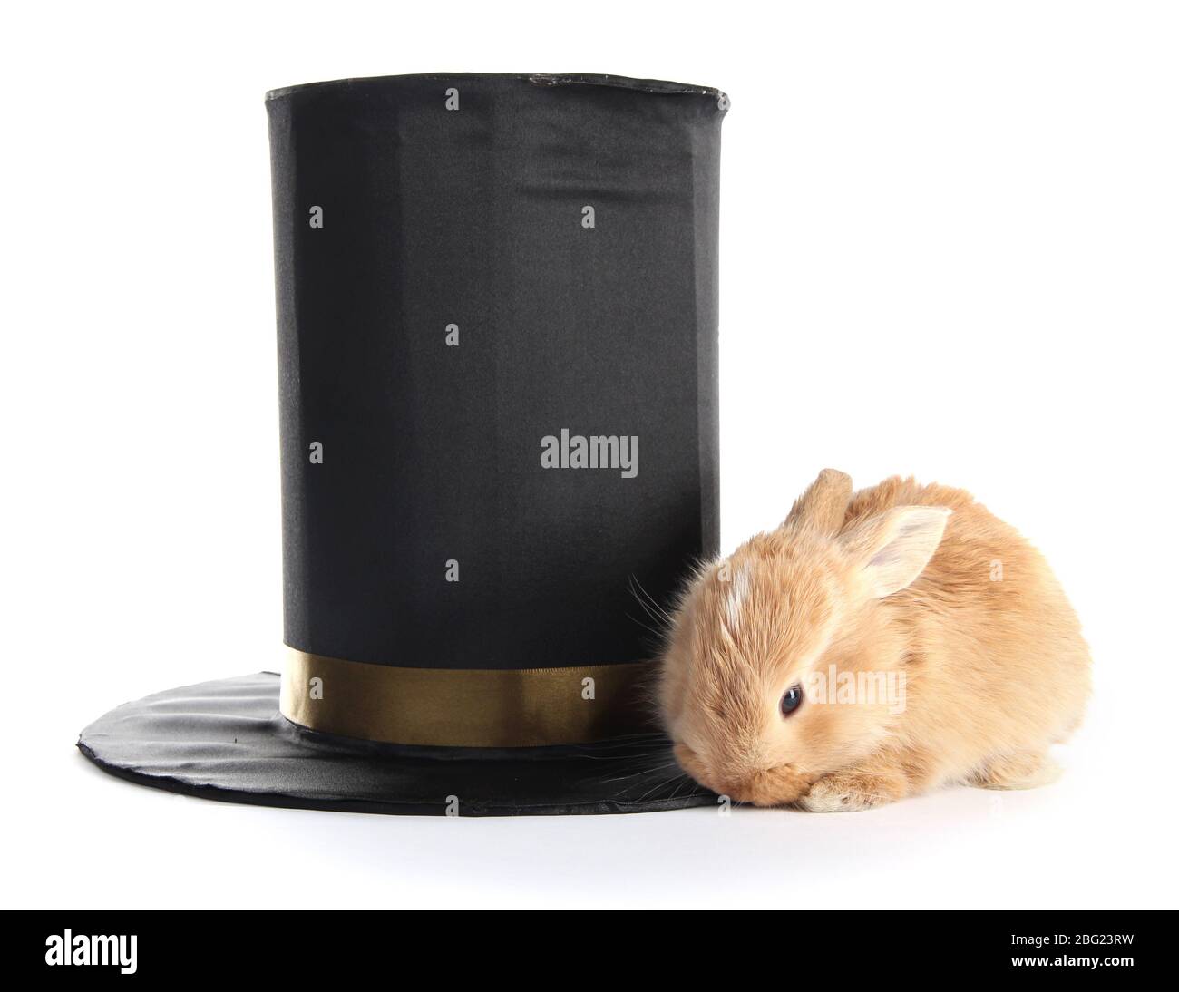 Fluffy foxy rabbit with black cylinder isolated on white Stock Photo ...