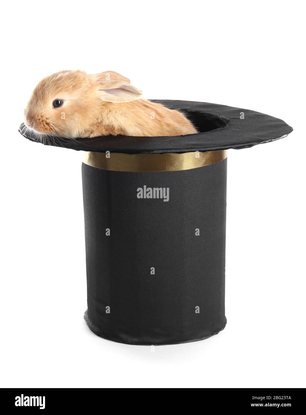 Fluffy foxy rabbit in black cylinder isolated on white Stock Photo - Alamy