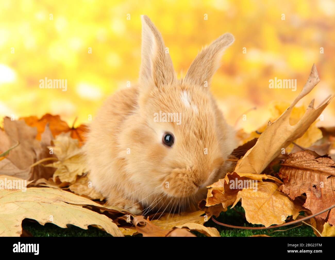 Fluffy foxy rabbit on leaves in park Stock Photo - Alamy