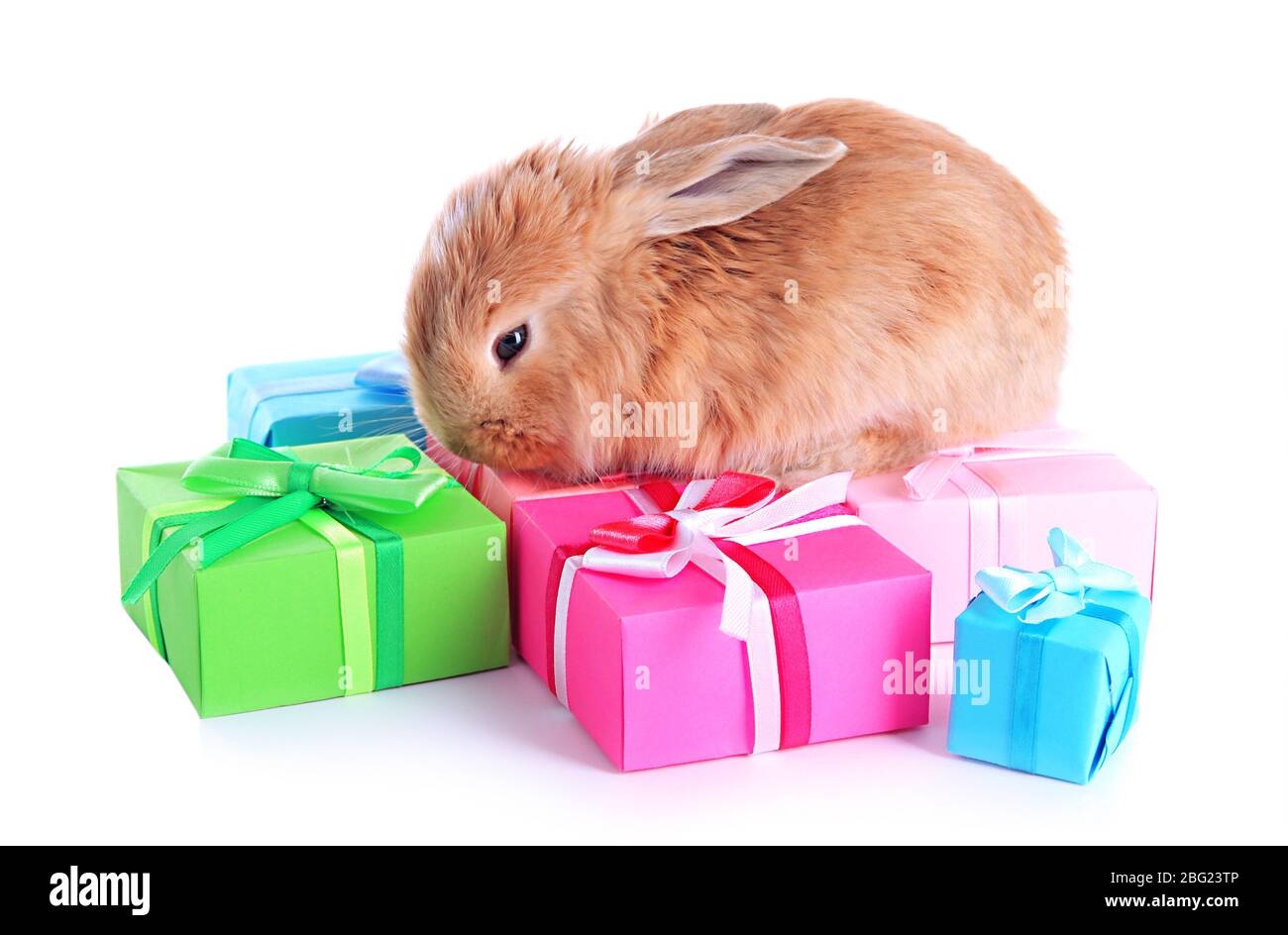 Fluffy foxy rabbit with gifts isolated on white Stock Photo - Alamy