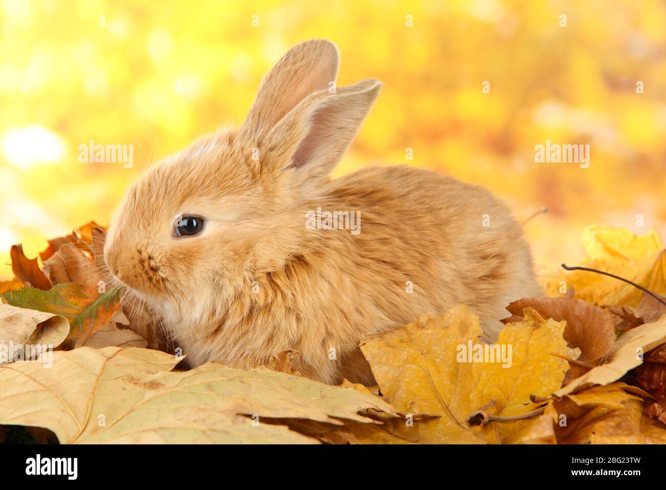 Fluffy foxy rabbit on leaves in park Stock Photo - Alamy
