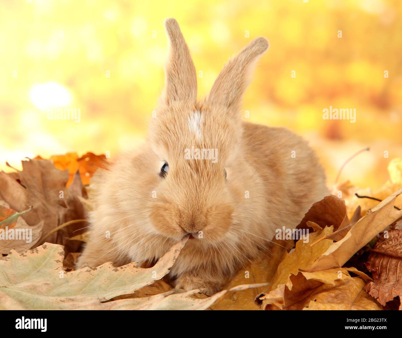 Fluffy foxy rabbit on leaves in park Stock Photo - Alamy