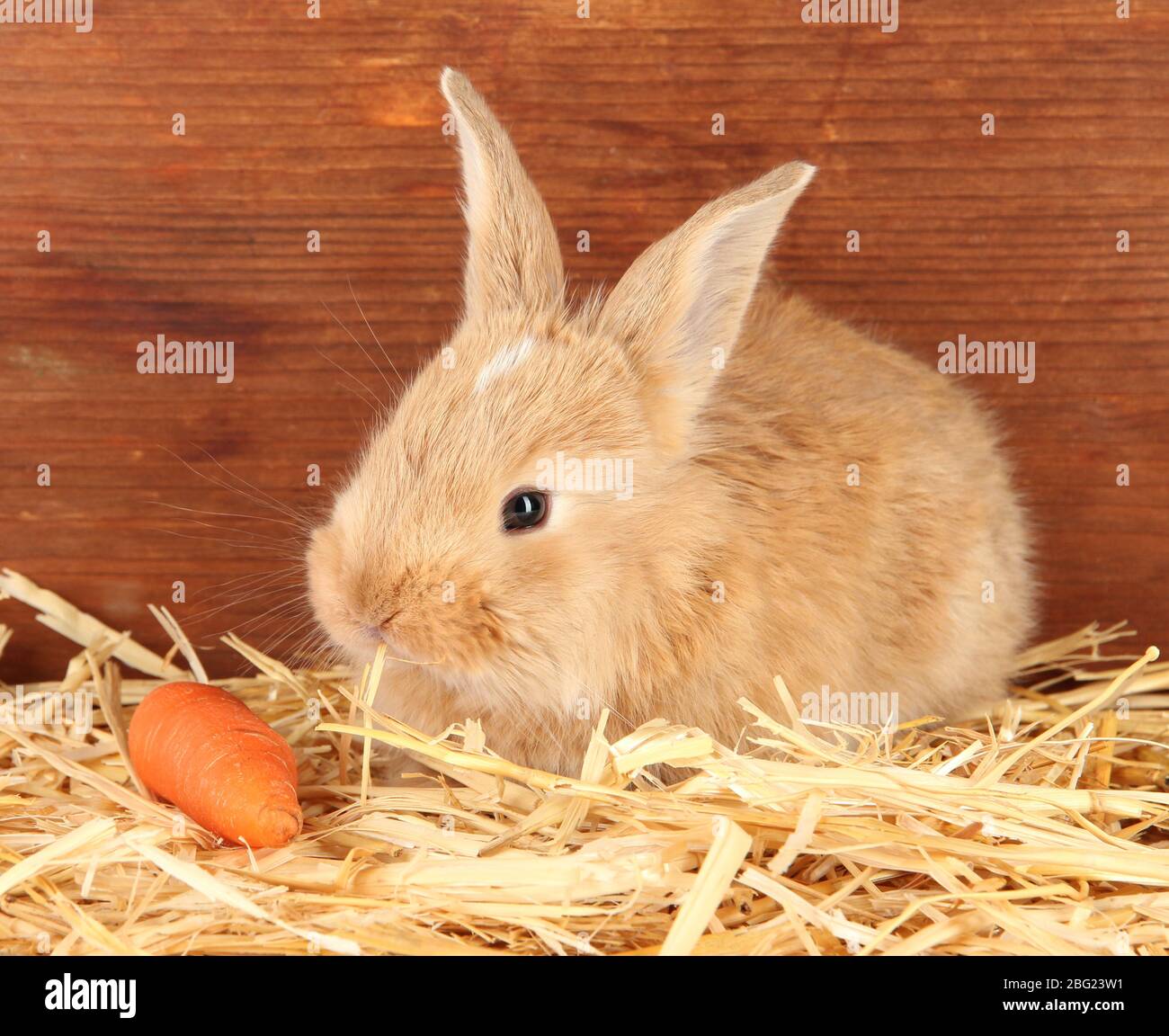 Fluffy foxy rabbit in a haystack with carrot on wooden background Stock ...