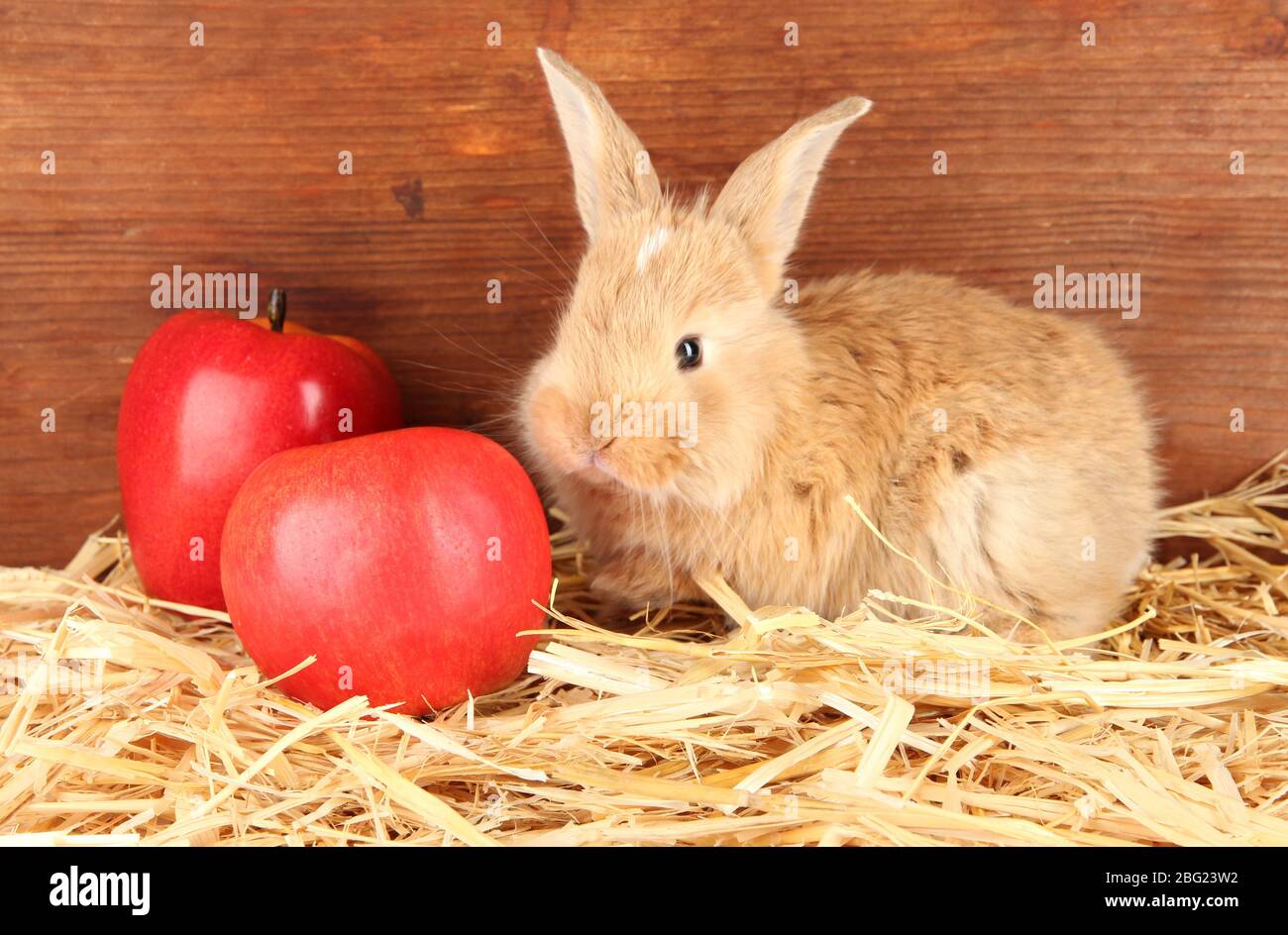 Fluffy foxy rabbit in a haystack with apples on wooden background Stock ...