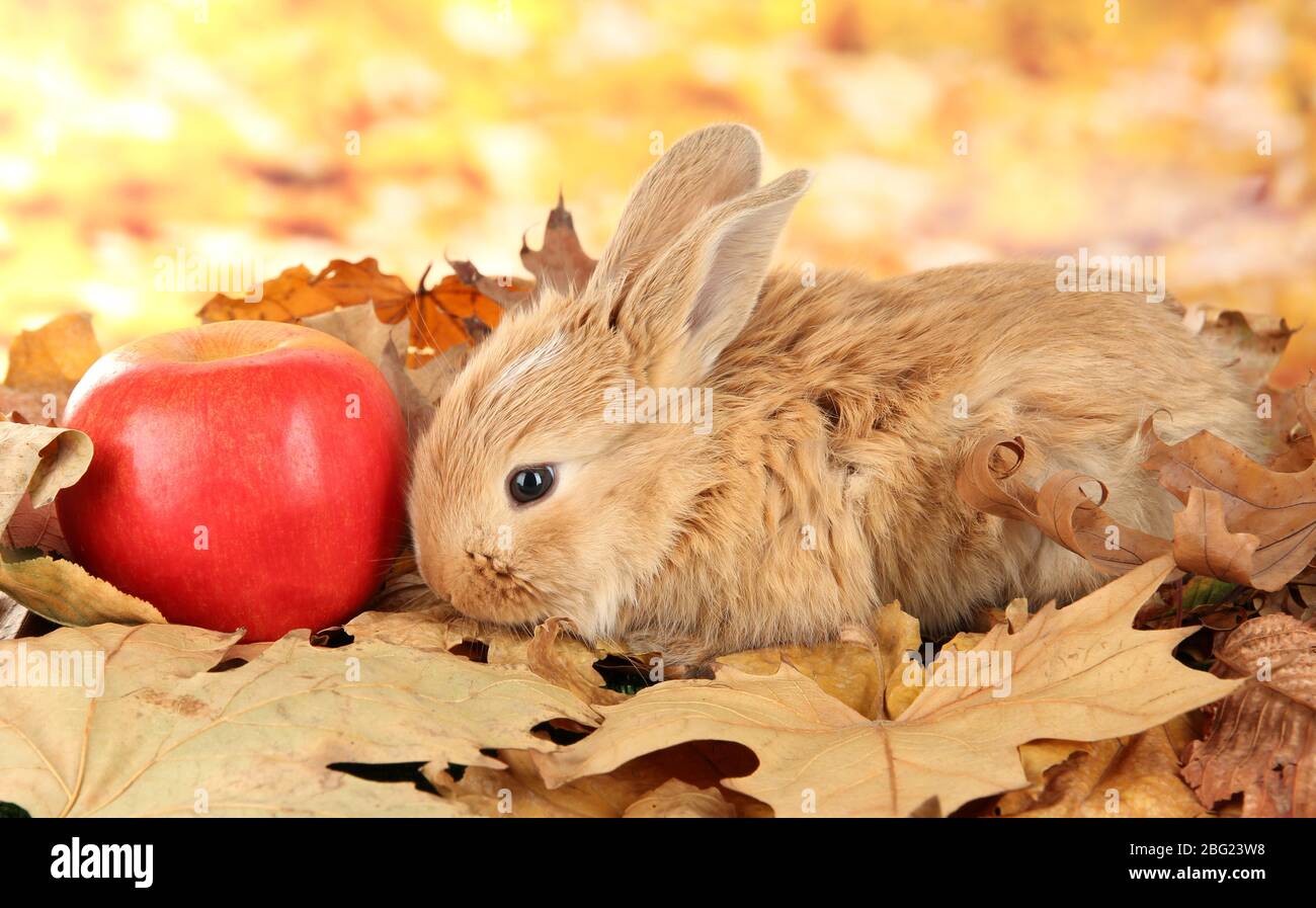 Fluffy foxy rabbit on leaves with apple in park Stock Photo - Alamy