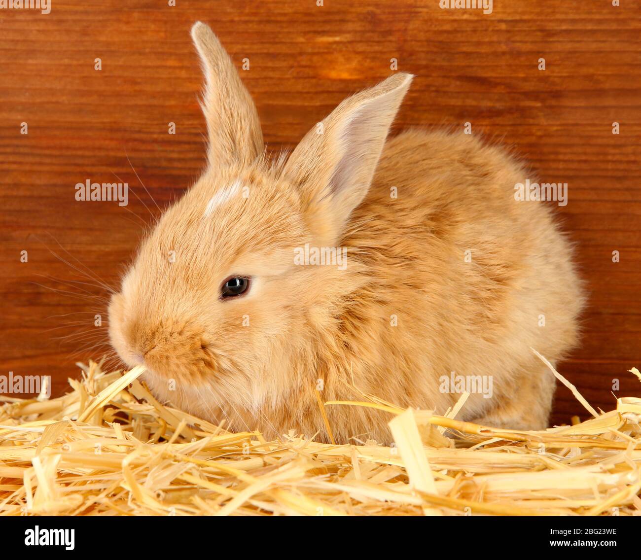 Fluffy foxy rabbit in a haystack on wooden background Stock Photo - Alamy