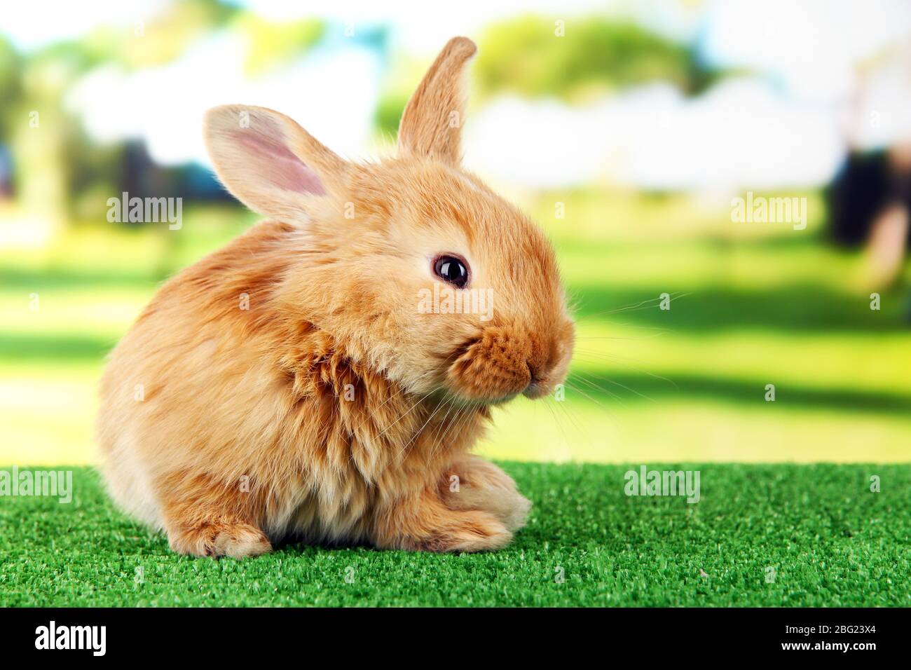 Fluffy foxy rabbit on grass in park Stock Photo - Alamy