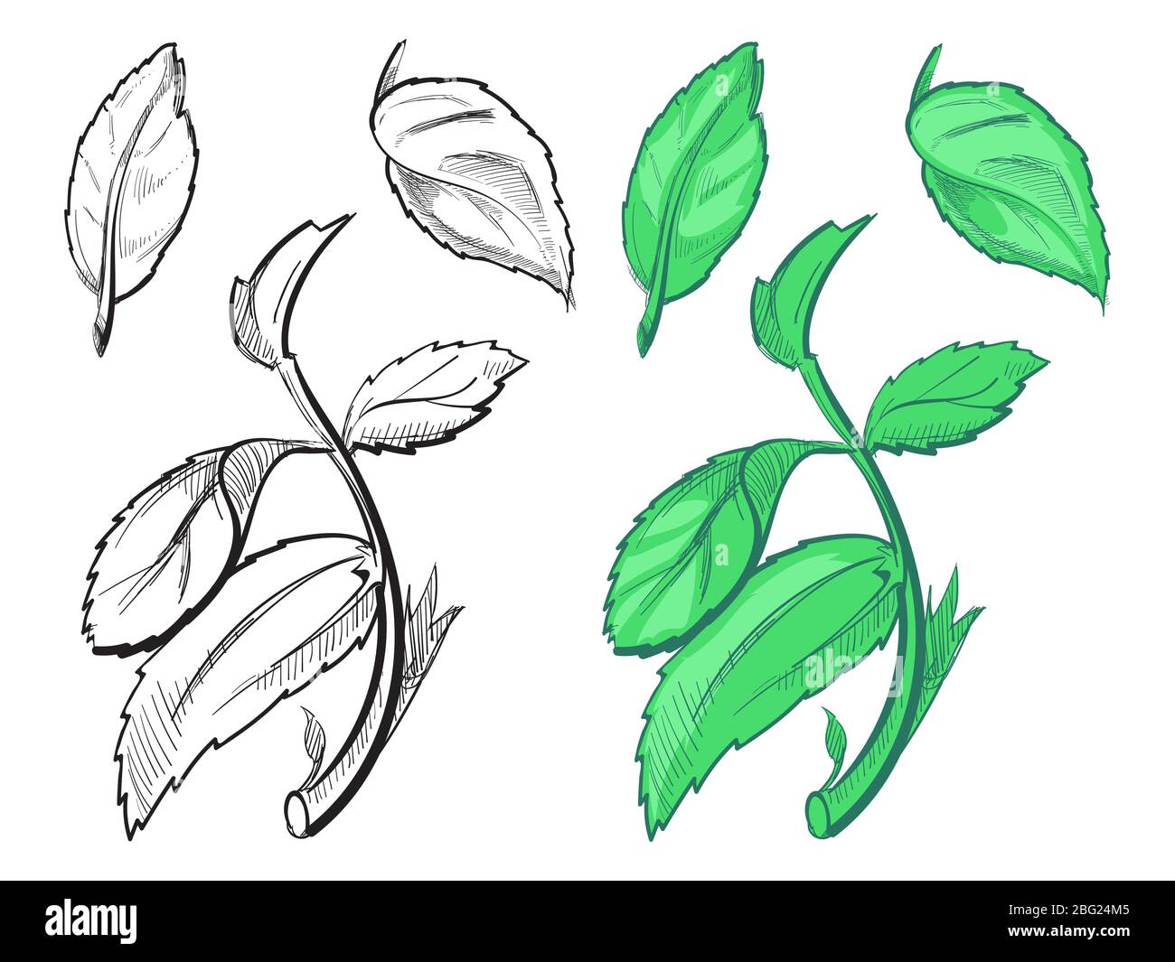 Hand drawn sketch of peppermint - mint silhoutte and colorful leaves on ...
