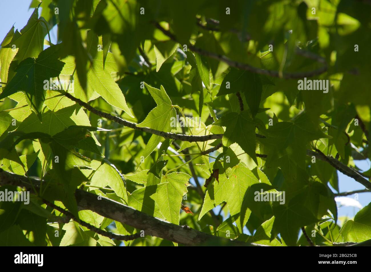 Sycamore tree australia hi-res stock photography and images - Alamy