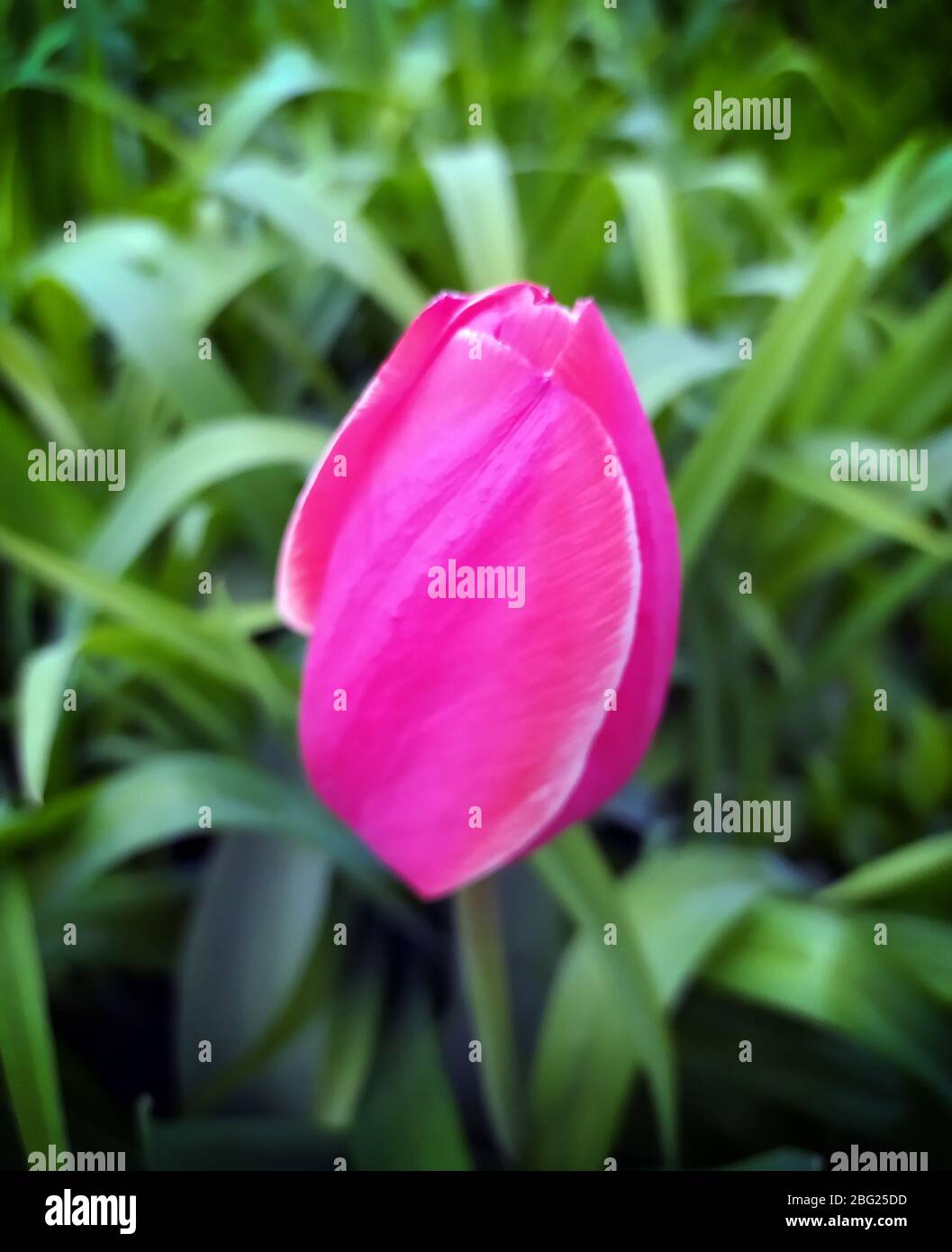 Red tulip on a background of spring greenery for wallpaper Stock Photo ...