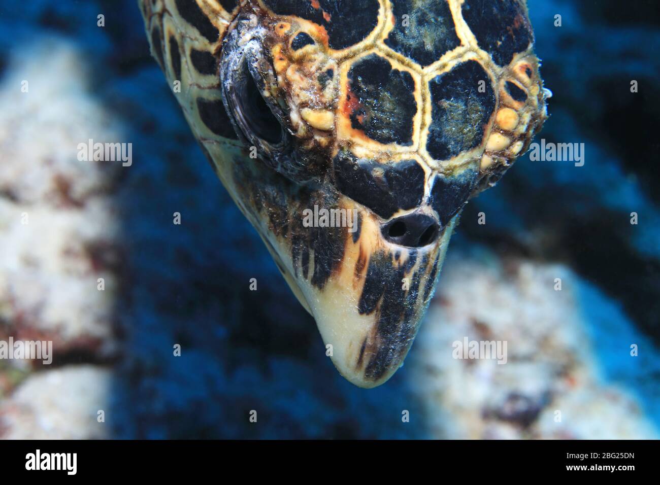 Head of Hawksbill sea turtle underwater in the reef of the Indian Ocean ...