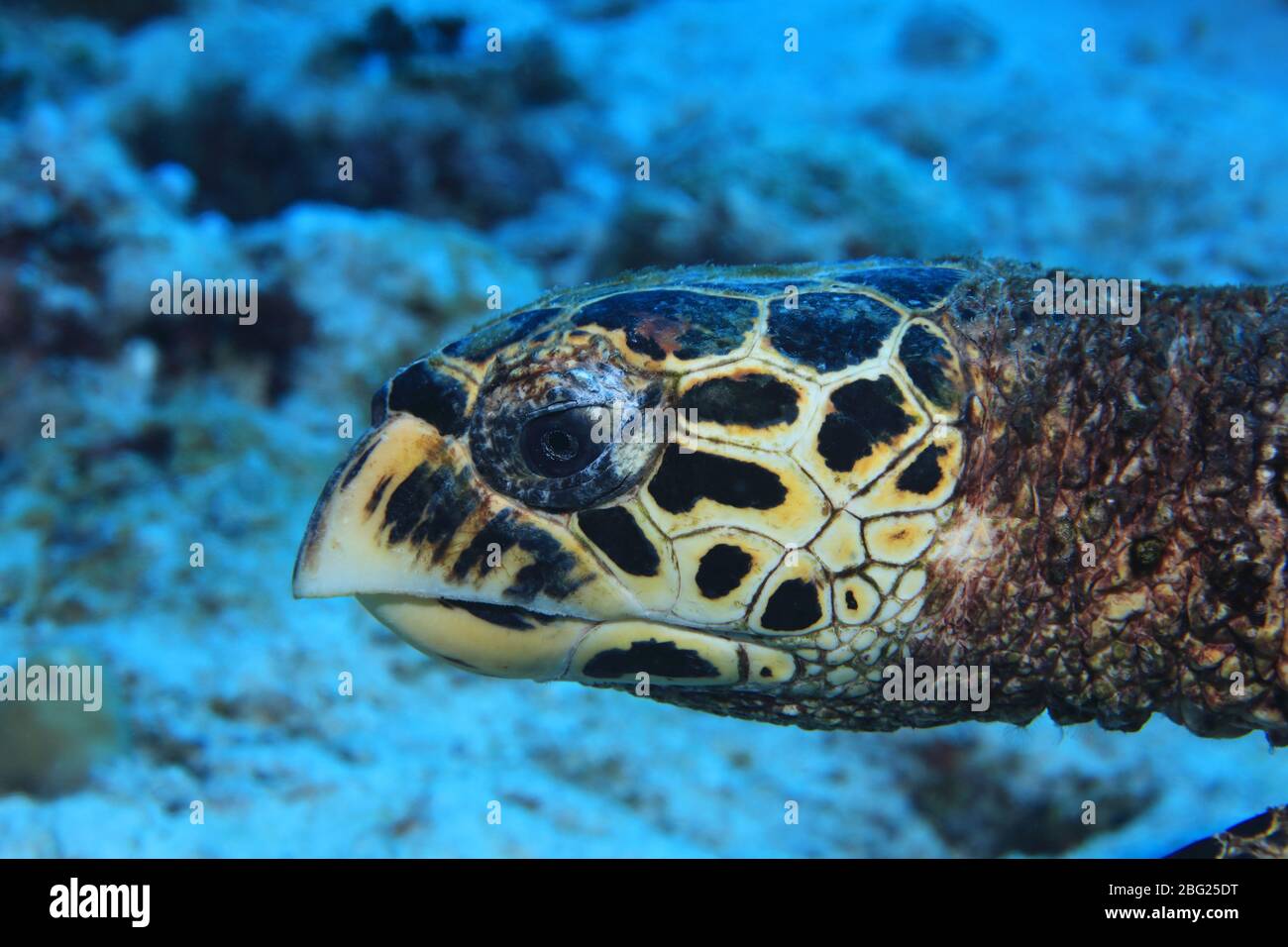 Head of Hawksbill sea turtle underwater in the reef of the Indian Ocean ...