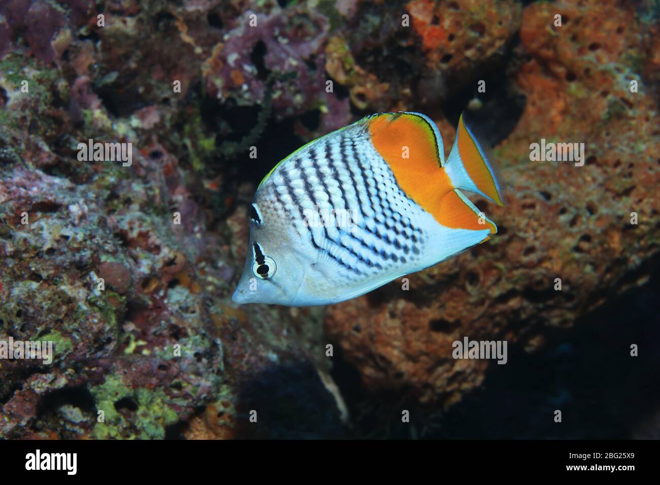 Seychelles butterflyfish (Chaetodon madagaskariensis) underwater in the ...
