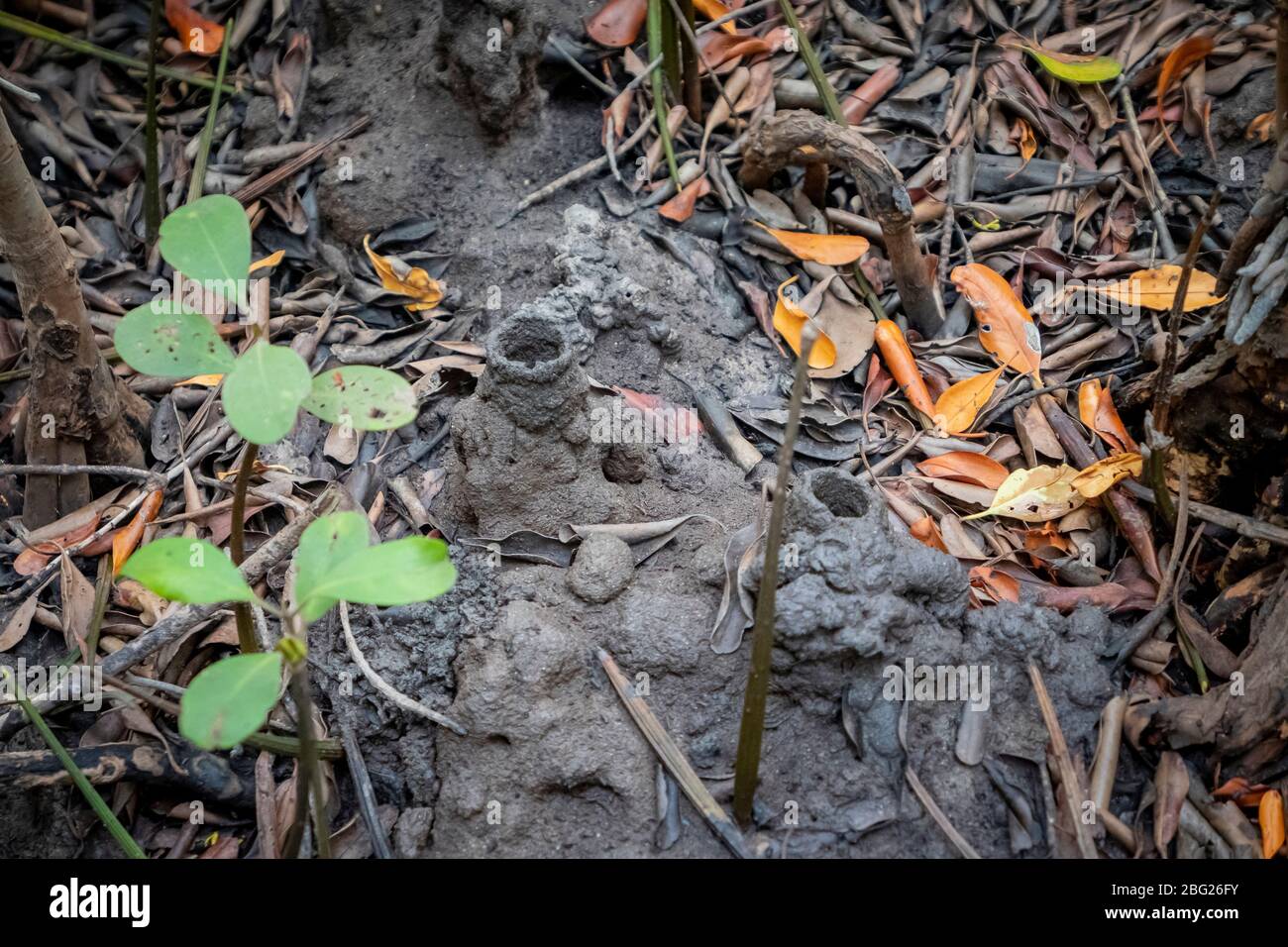Tree hole crabs hi-res stock photography and images - Alamy