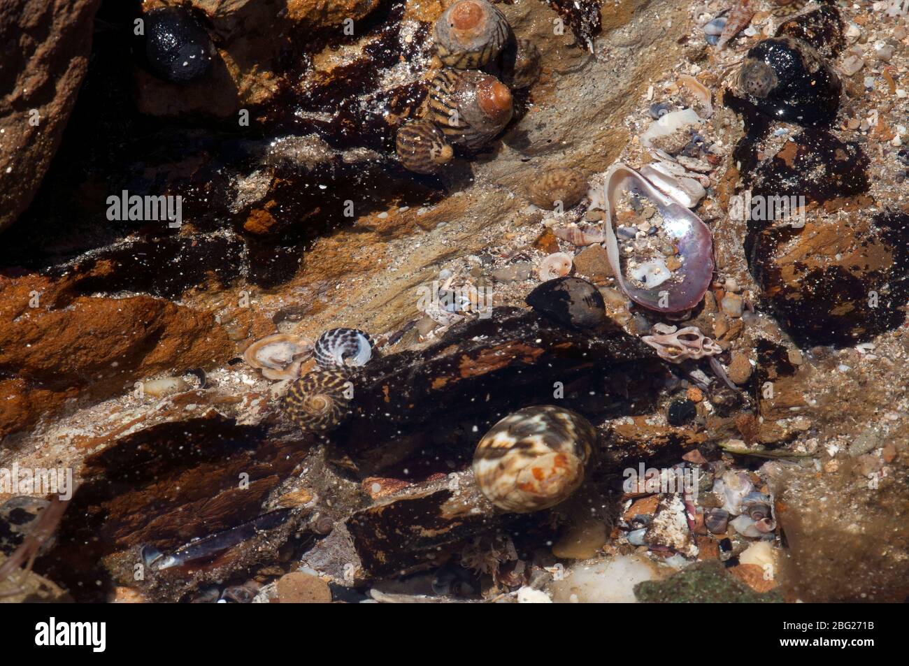 Mossy Point Australia, aquatic life in the rock pools Stock Photo - Alamy