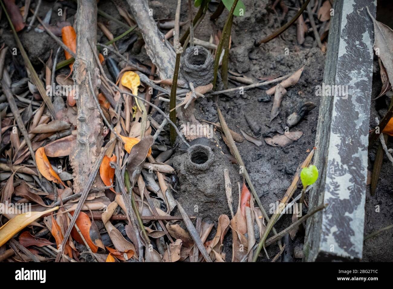 Thailand mangrove destruction hi-res stock photography and images - Alamy