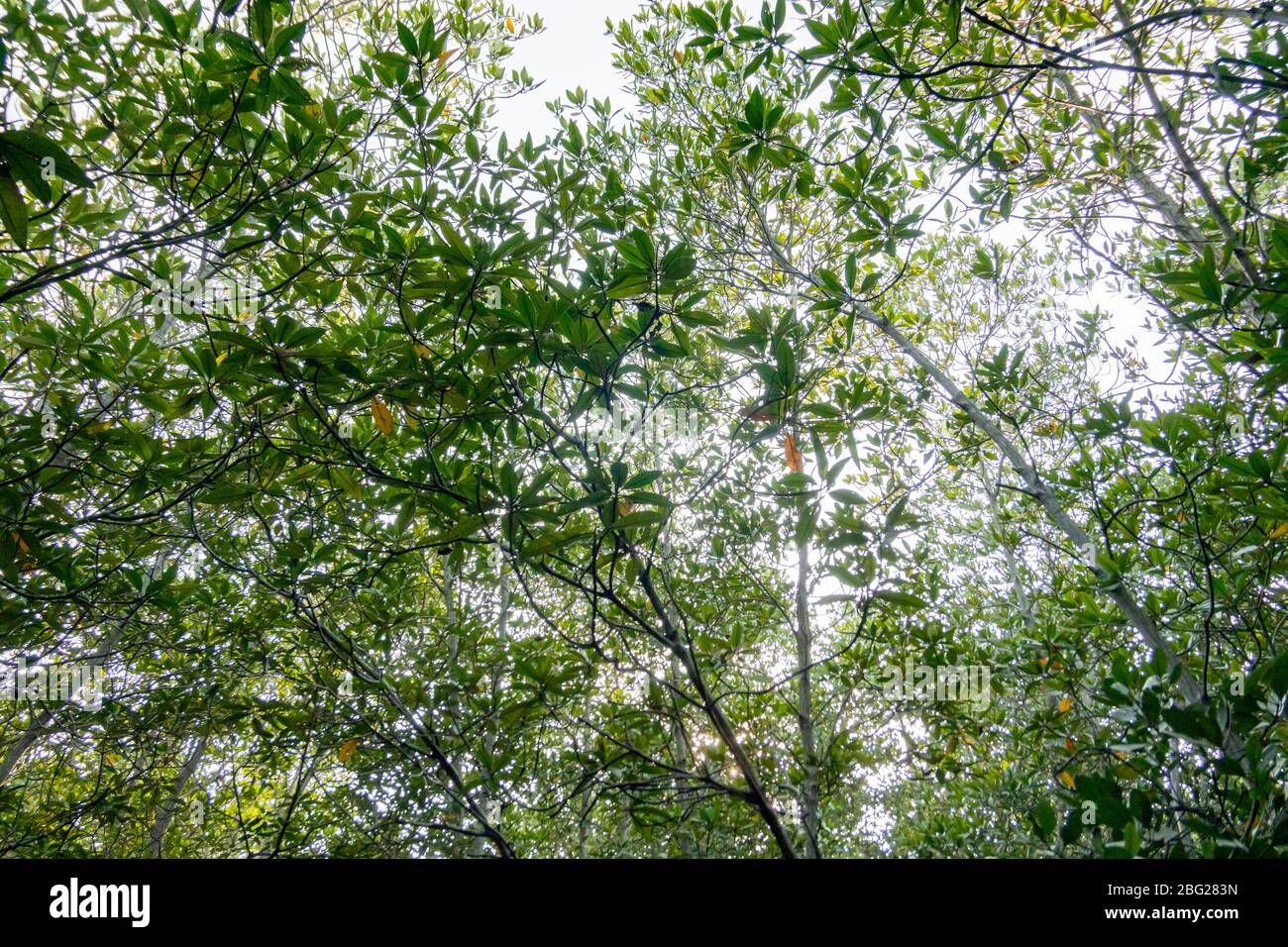 The mangrove tree canopy with the sky bakground wallpaper Stock Photo ...