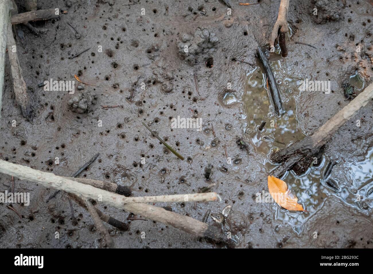 The mudholes which are the homes of mangrove crabs Stock Photo - Alamy