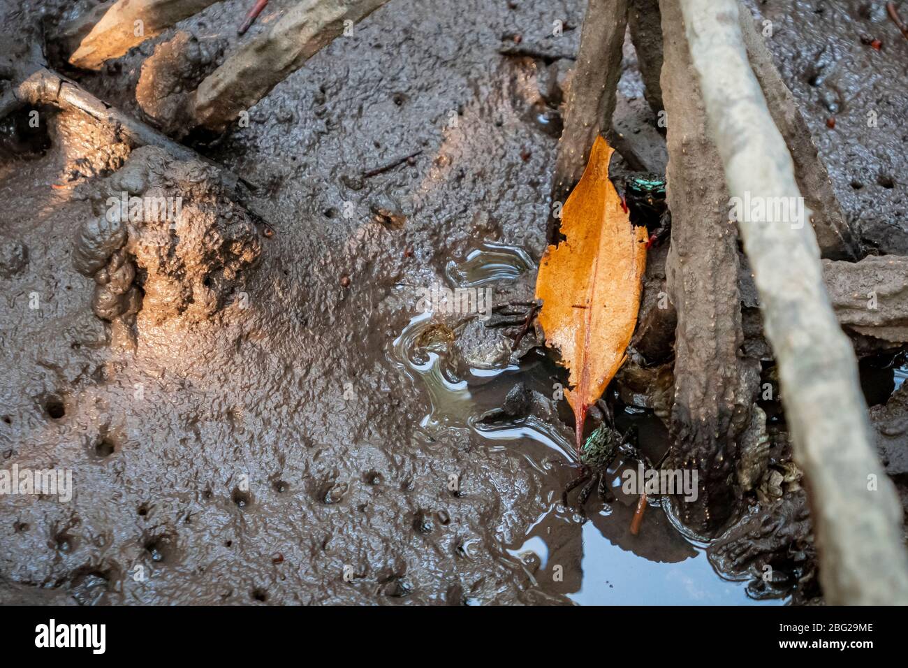 The mudholes which are the homes of mangrove crabs Stock Photo - Alamy