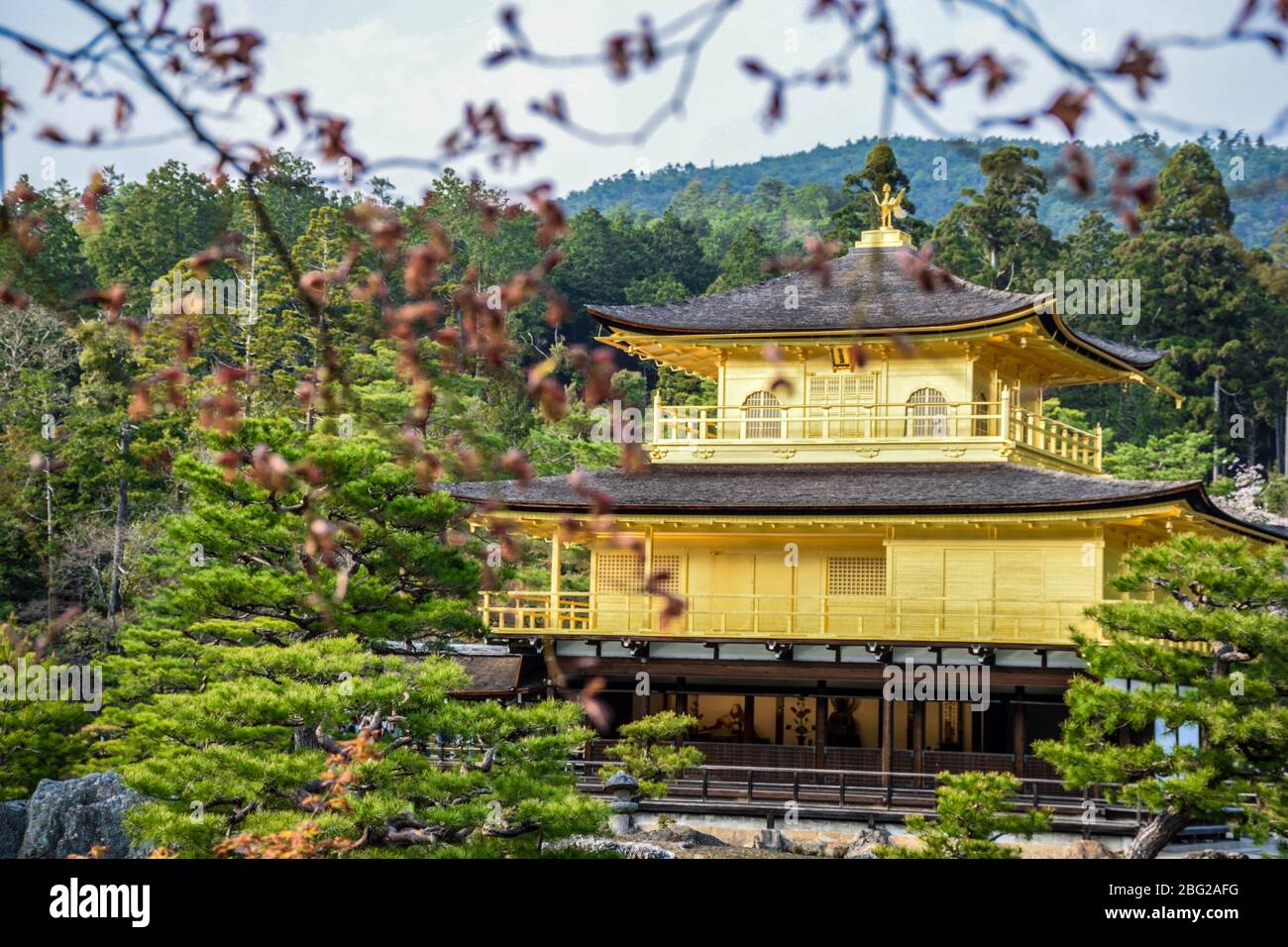 Majestic japanese Golden pavilion surrounded by bushy forest in Kyoto ...