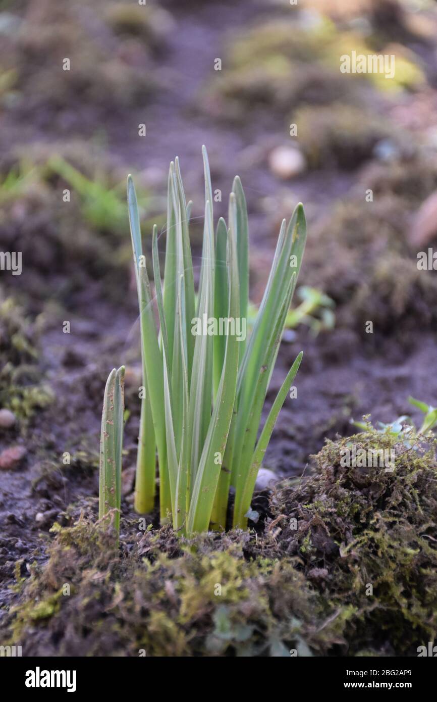 Daffodil flower. Young leaves grow from the ground Stock Photo - Alamy