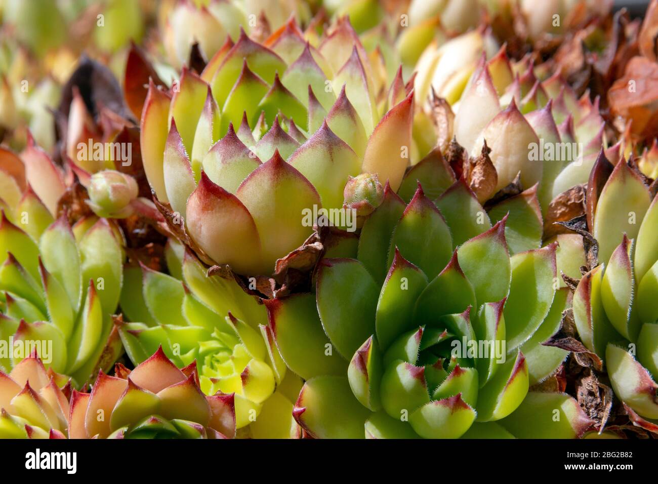 Sempervivum tectorum succulent hi-res stock photography and images - Alamy