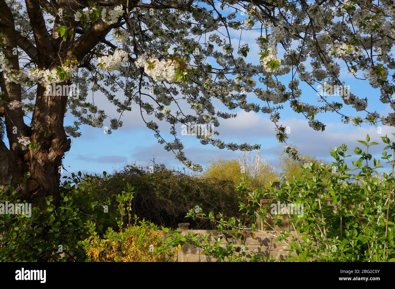 tree with overhanging blossom in garden Stock Photo - Alamy