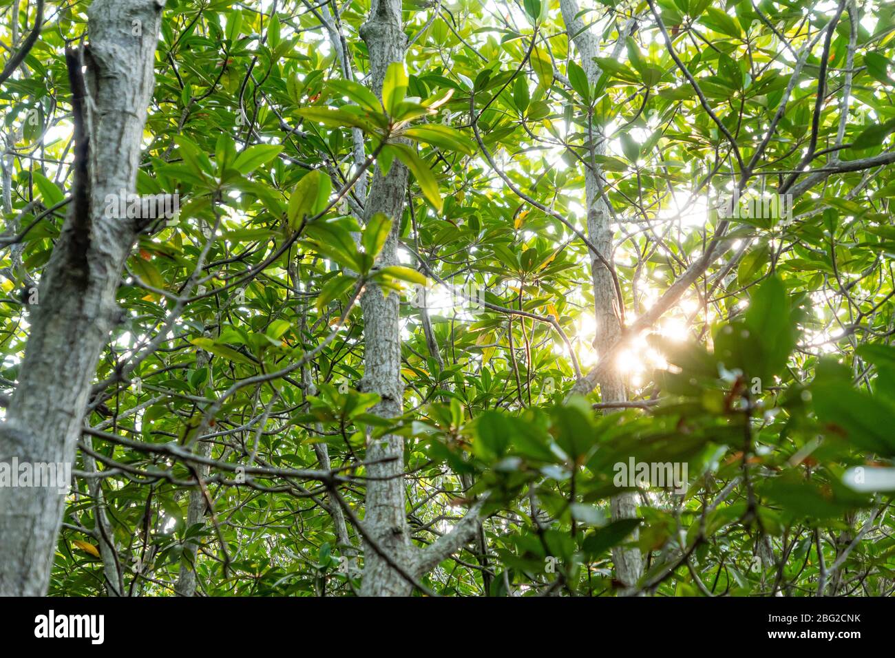 Mangrove tree canopy sky hi-res stock photography and images - Alamy