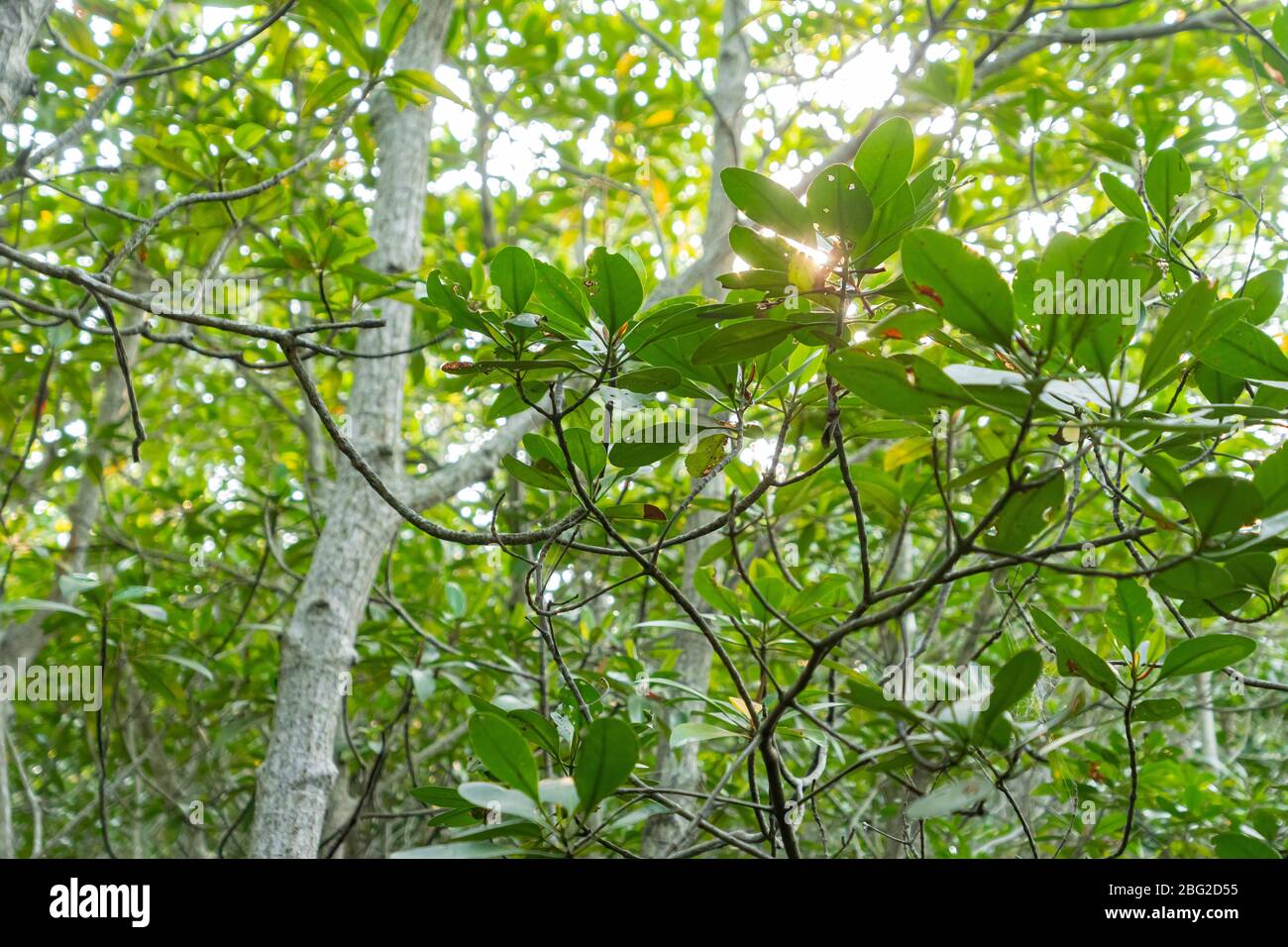 The mangrove tree canopy with the sky bakground wallpaper Stock Photo ...