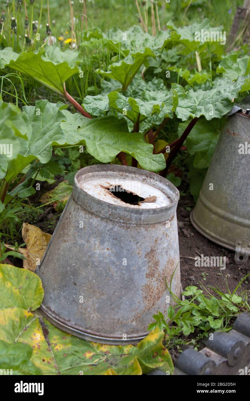 Rhubarb and metal bucket with hole, in a vegetable garden, Birmingham ...