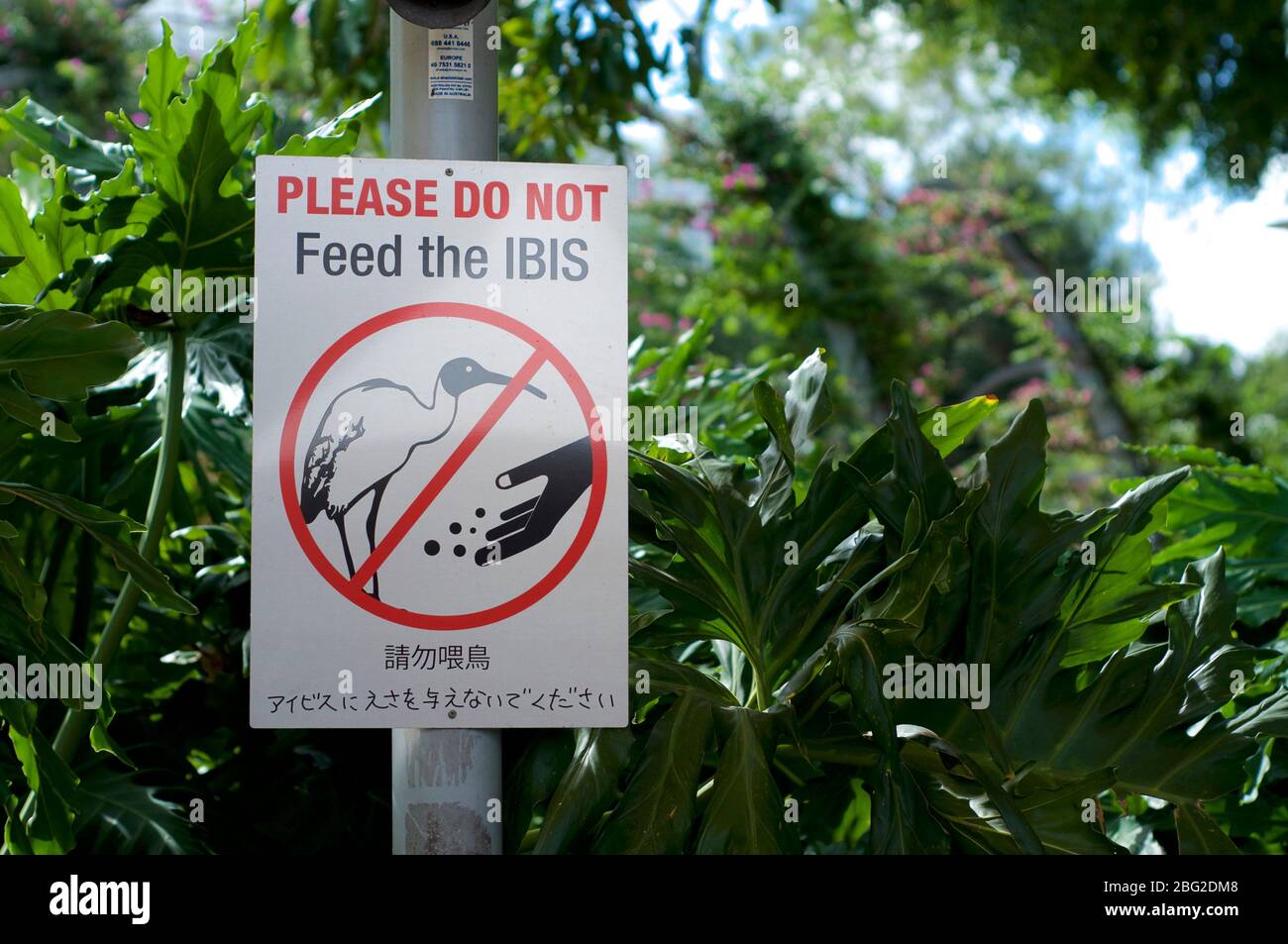 A do not feed the Ibis warning sign located at the South Banks parkland ...