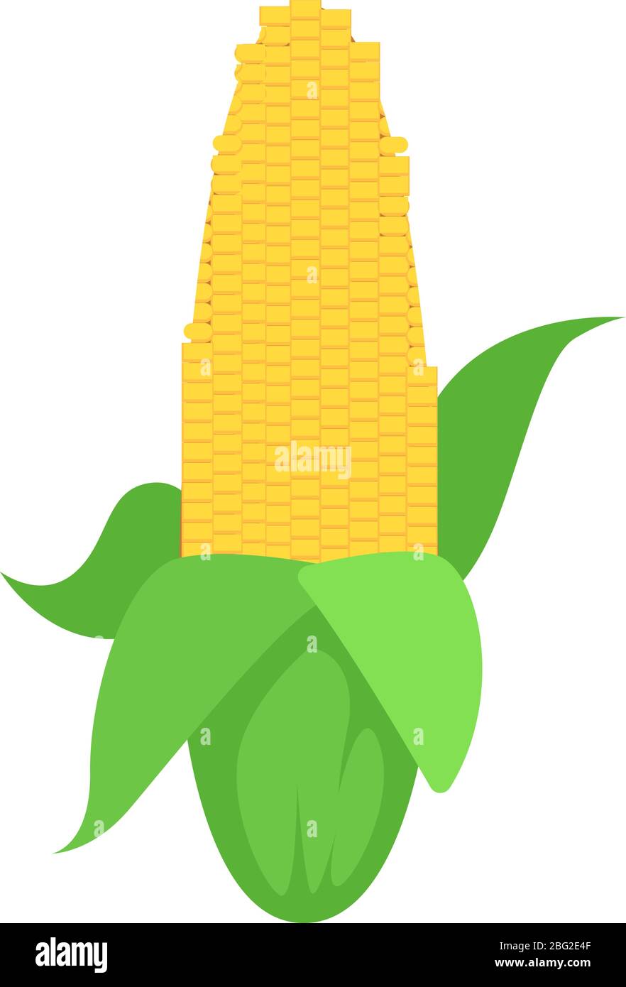 Fresh corn, illustration, vector on white background Stock Vector Image ...