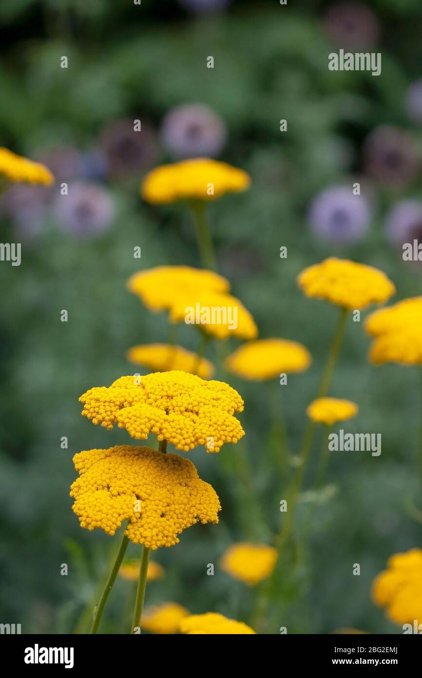 Yellow yarrow, Achillea filipendulini, plants, Cannonhill park ...