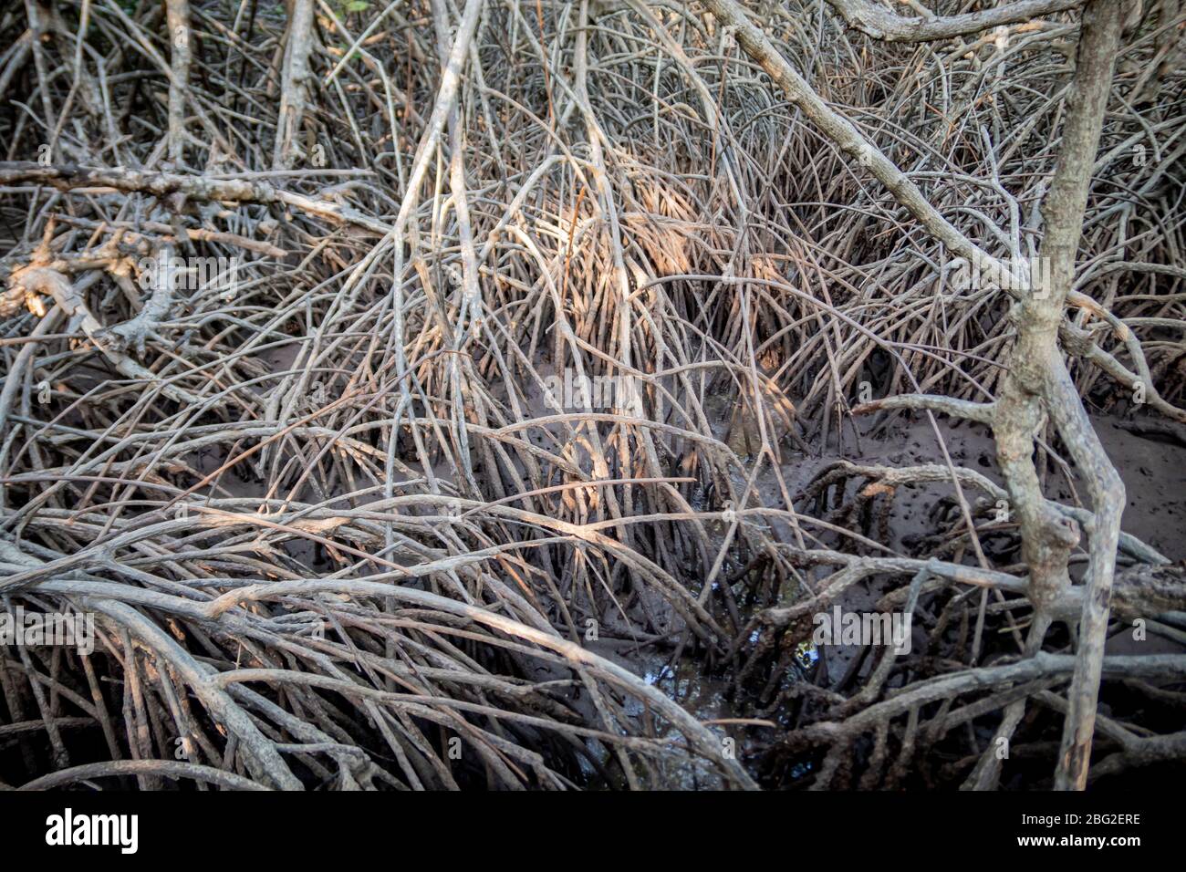 The mangrove tree roots entangled on the mud of mangrove forest Stock ...