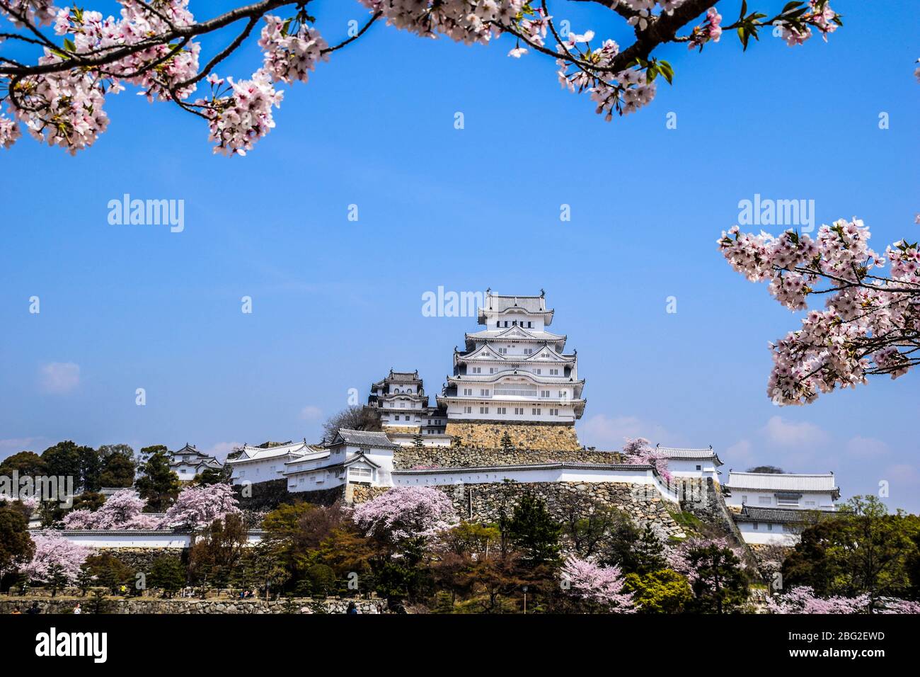 Spring view on the Himeji castle and cherry blossoms in Japan, Himeji ...