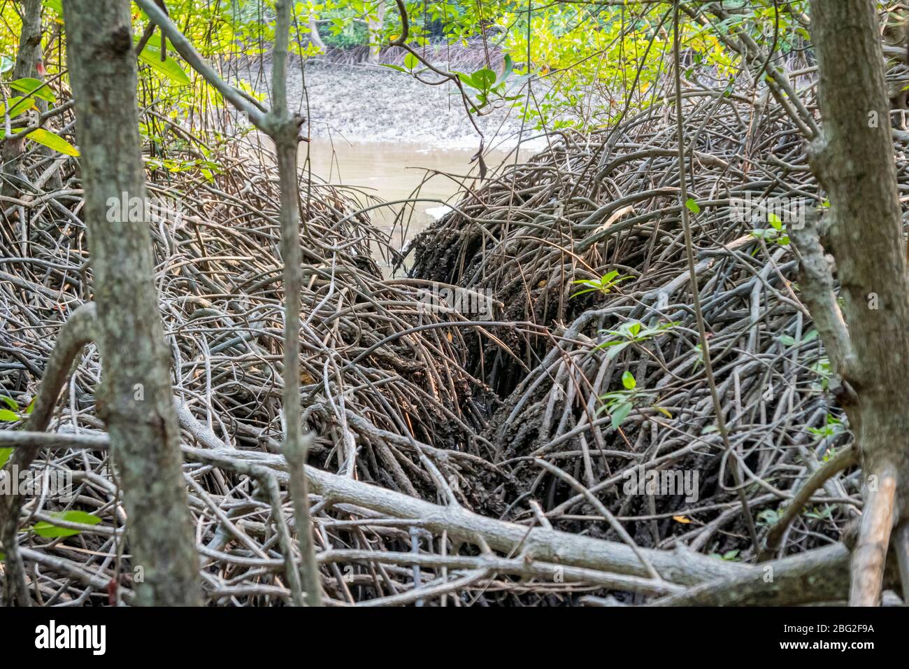 The tidal creek in the entangled mangrove tree roots on the mud of ...