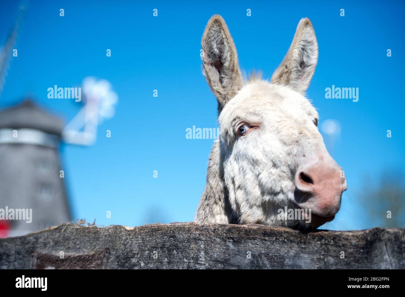 Austro hungarian white baroque donkey hi-res stock photography and ...