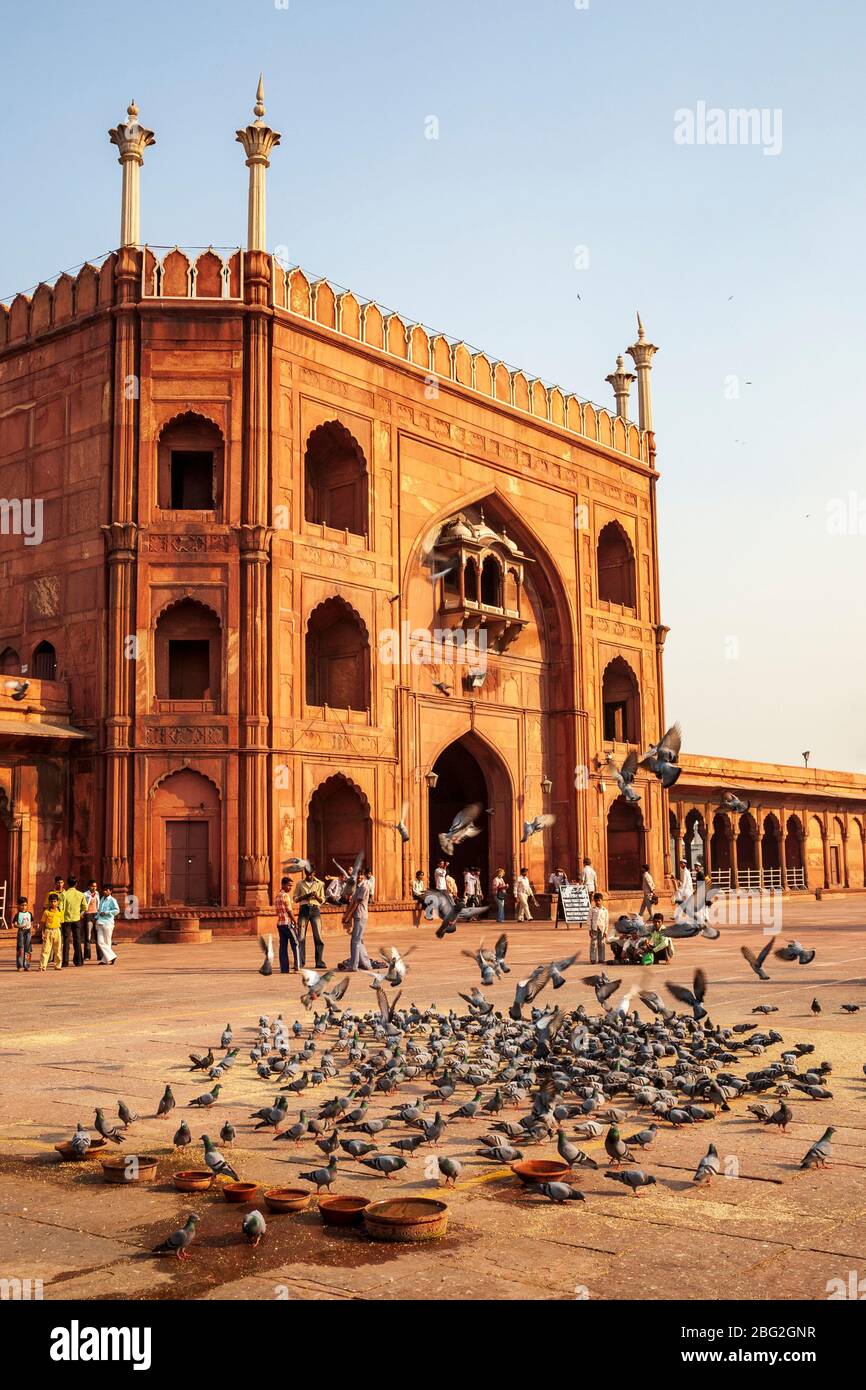 The pigeons in the courtyard of Jama Masjid red sandstone Mosque in ...