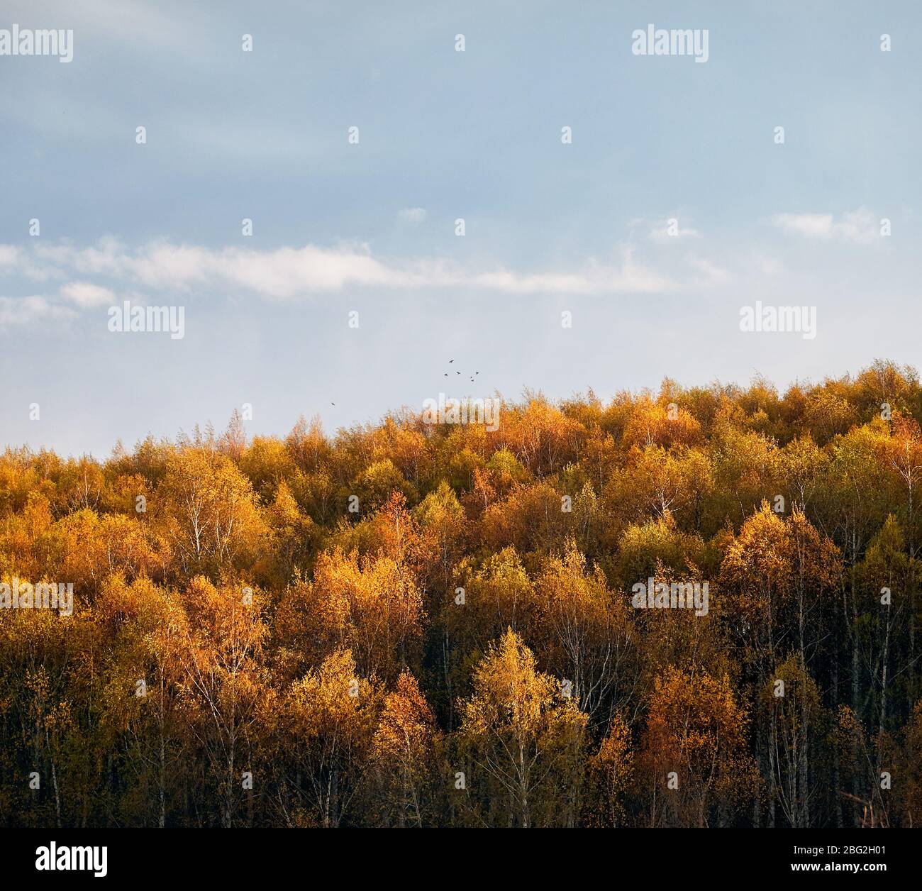 Bright autumn forest orange hi-res stock photography and images - Alamy
