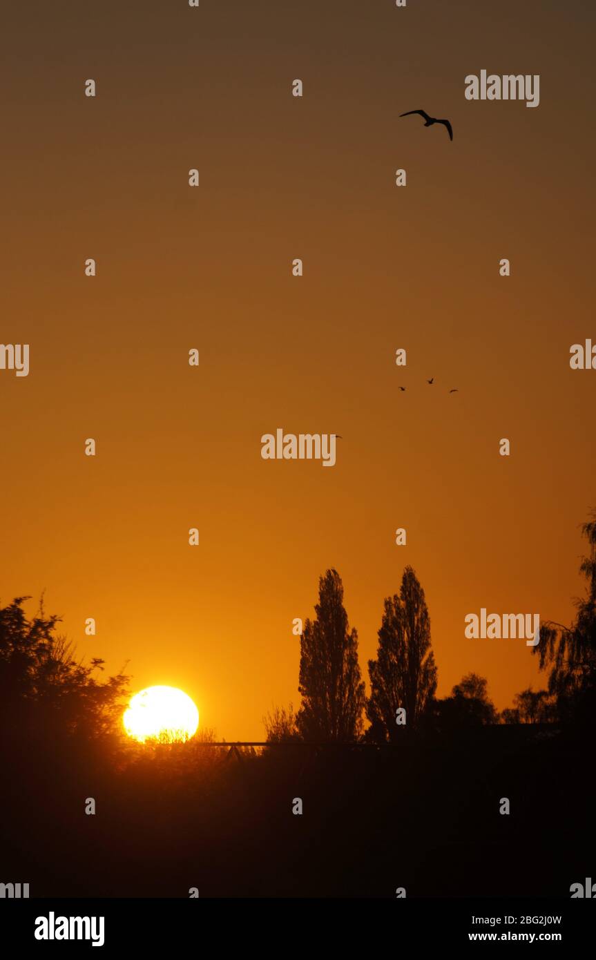 Sunset with orange sky and black trees in the foreground hi-res stock ...