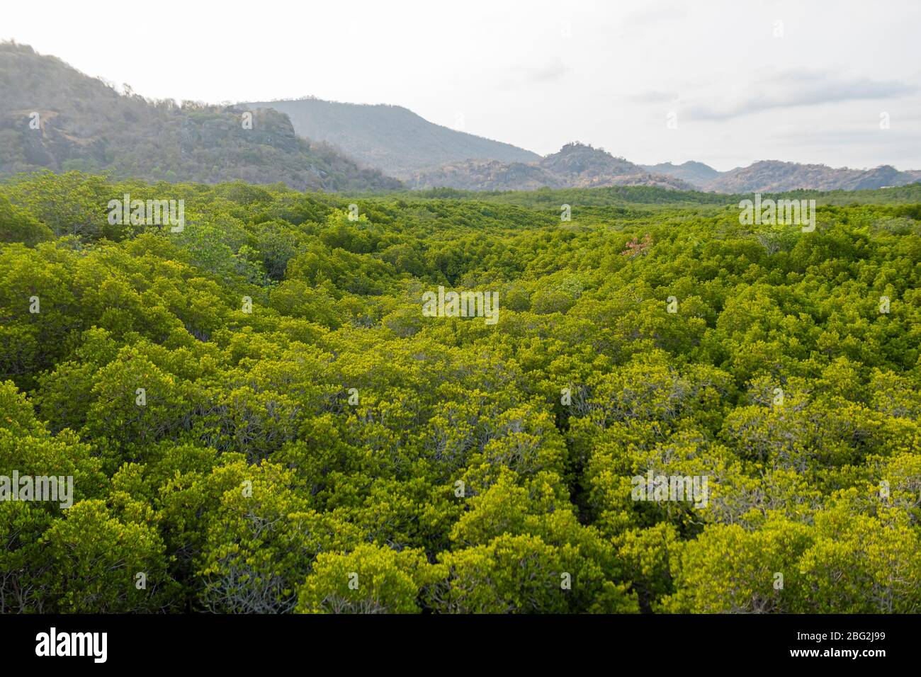The mangrove tree canopy with the sky bakground wallpaper Stock Photo ...