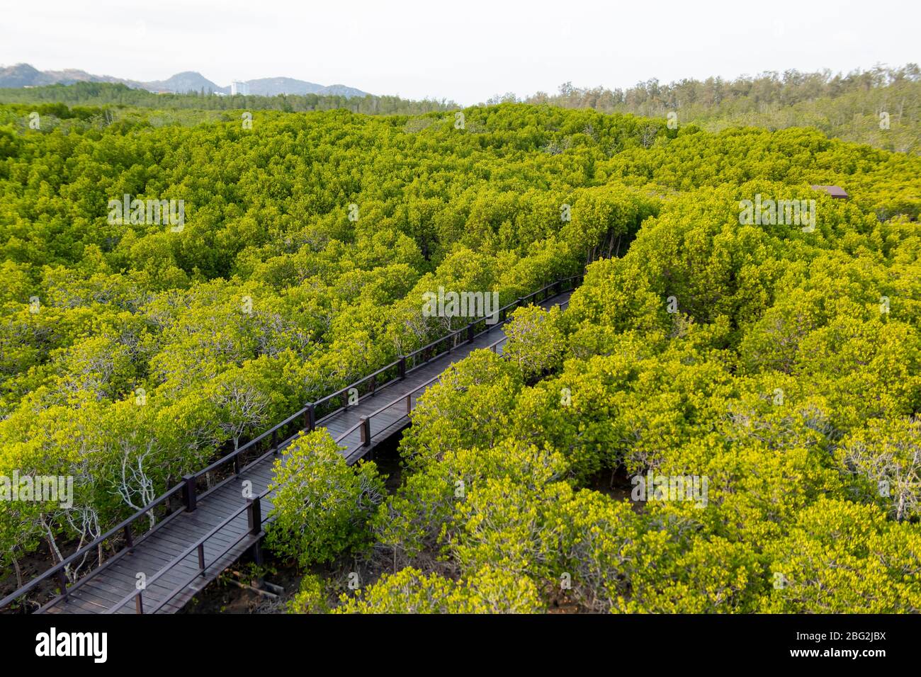 The trail in Pranburi mangrove forest park which is in the south of ...