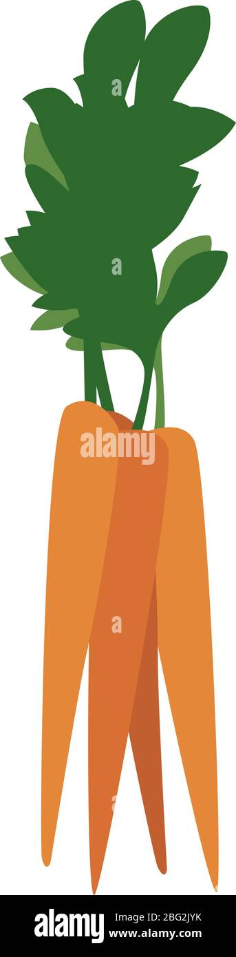 Three carrots, illustration, vector on white background Stock Vector ...