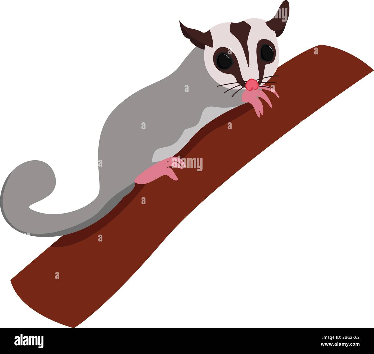 Flying sugar glider Stock Vector Images - Alamy