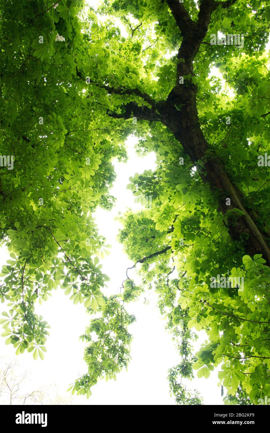 Looking up into horse chestnut tree showing fresh spring leaves Stock ...
