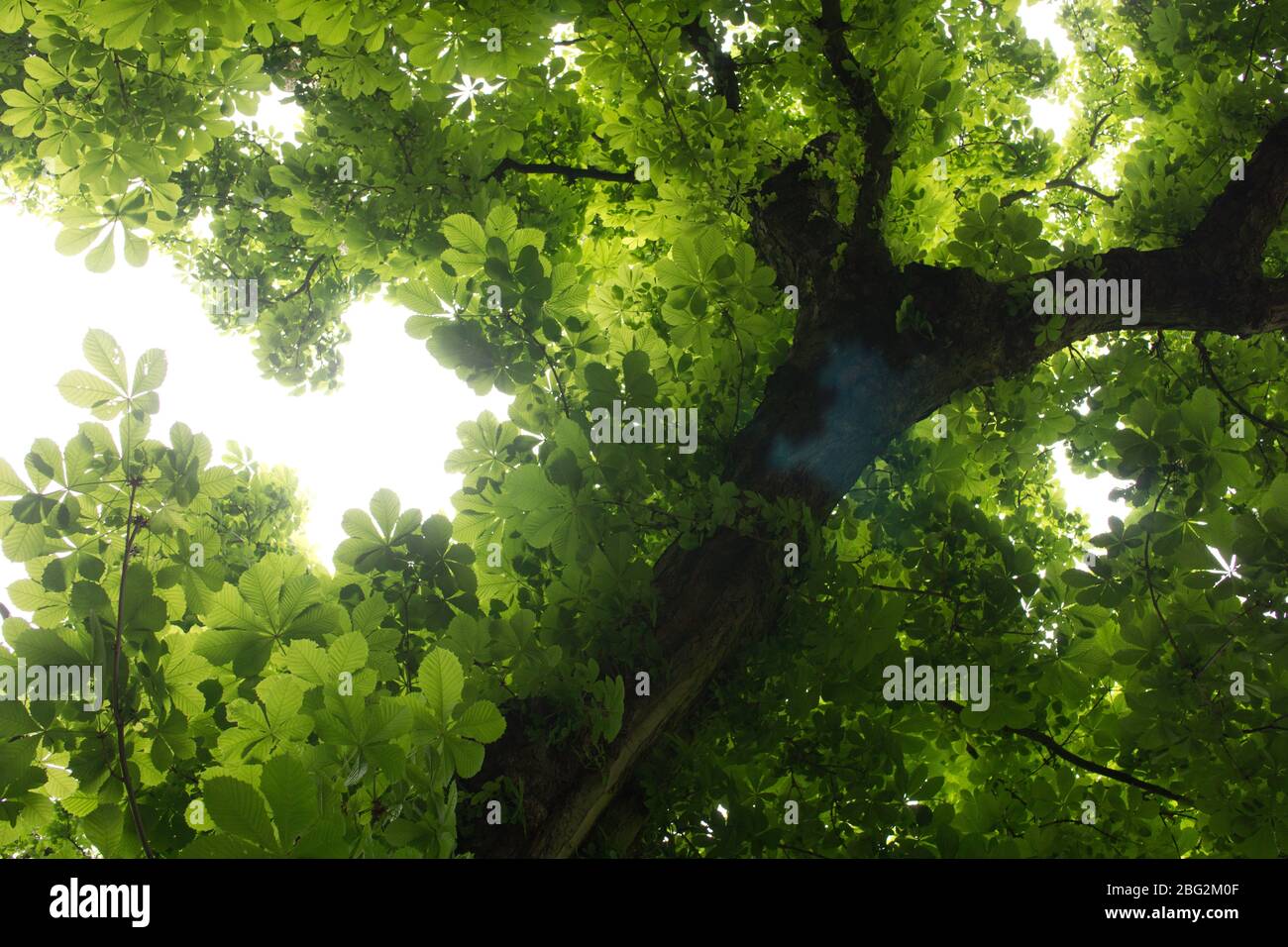 Looking up into horse chestnut tree showing fresh spring leaves Stock ...